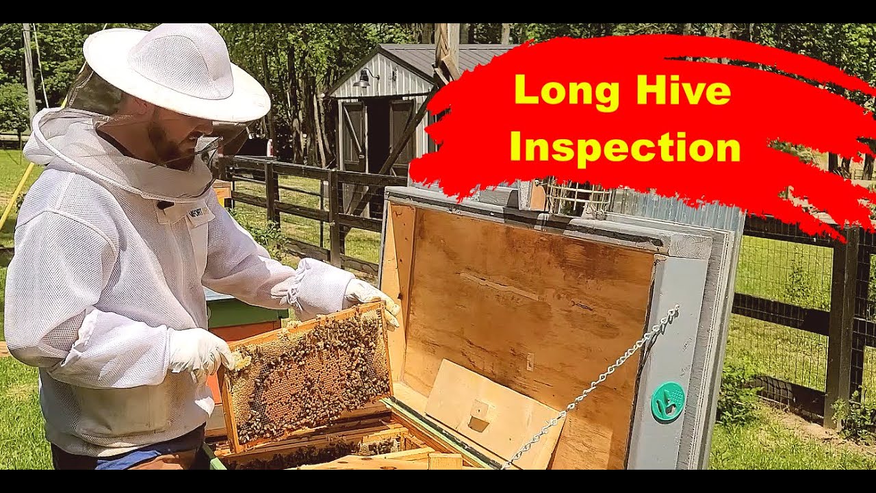 Long Hive Inspection Youtube