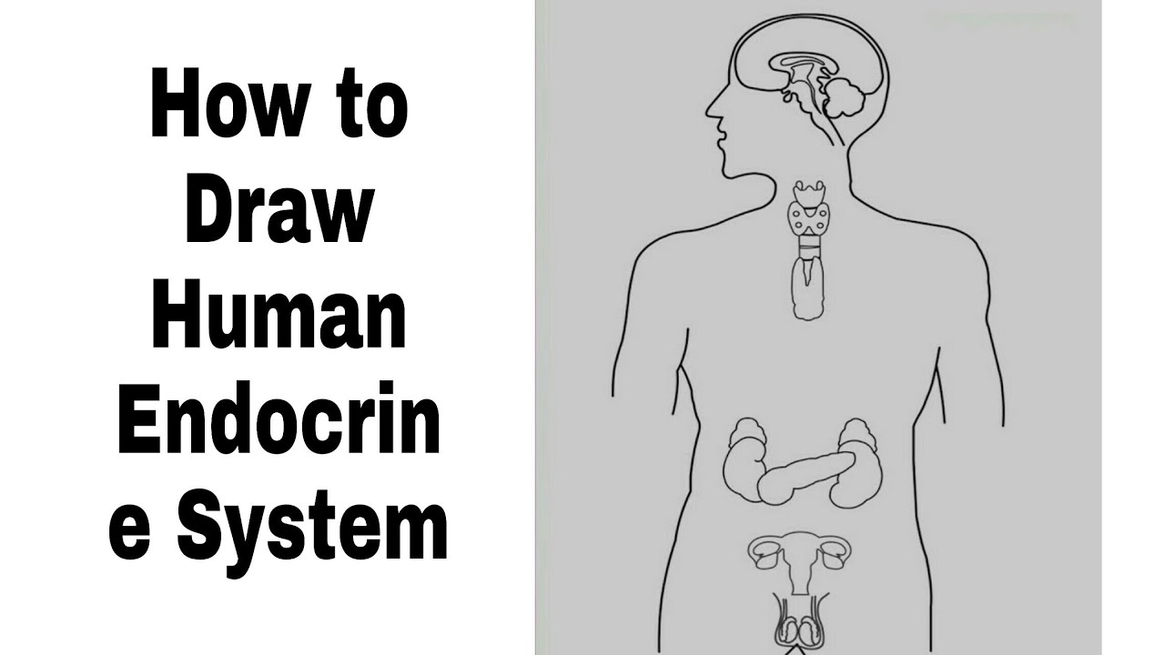 Blank Simple Endocrine System Diagram