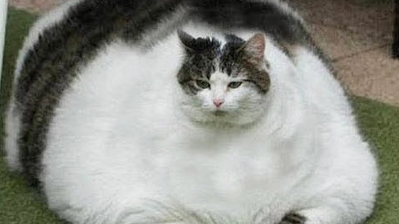 Funny Fat Cats 仍try Not To Laugh Challenge Youtube