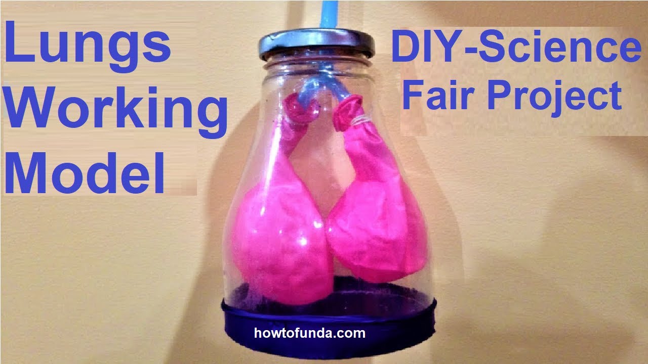 How To Make Lungs Working Model With Balloons Diy Respiratory System