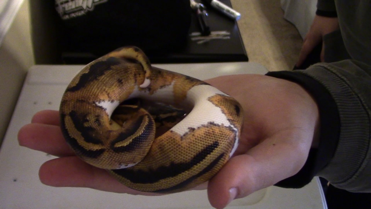 Ball Python Unboxing Youtube