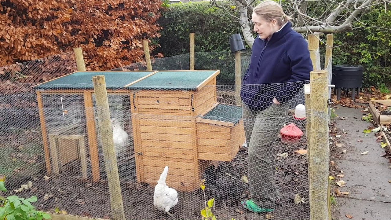 Introduction To The Chickens Youtube