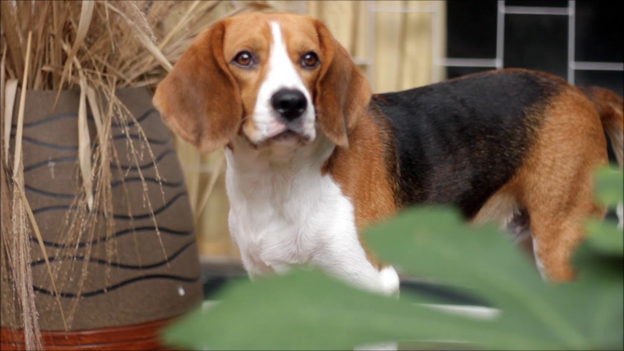 Beagle Youtube