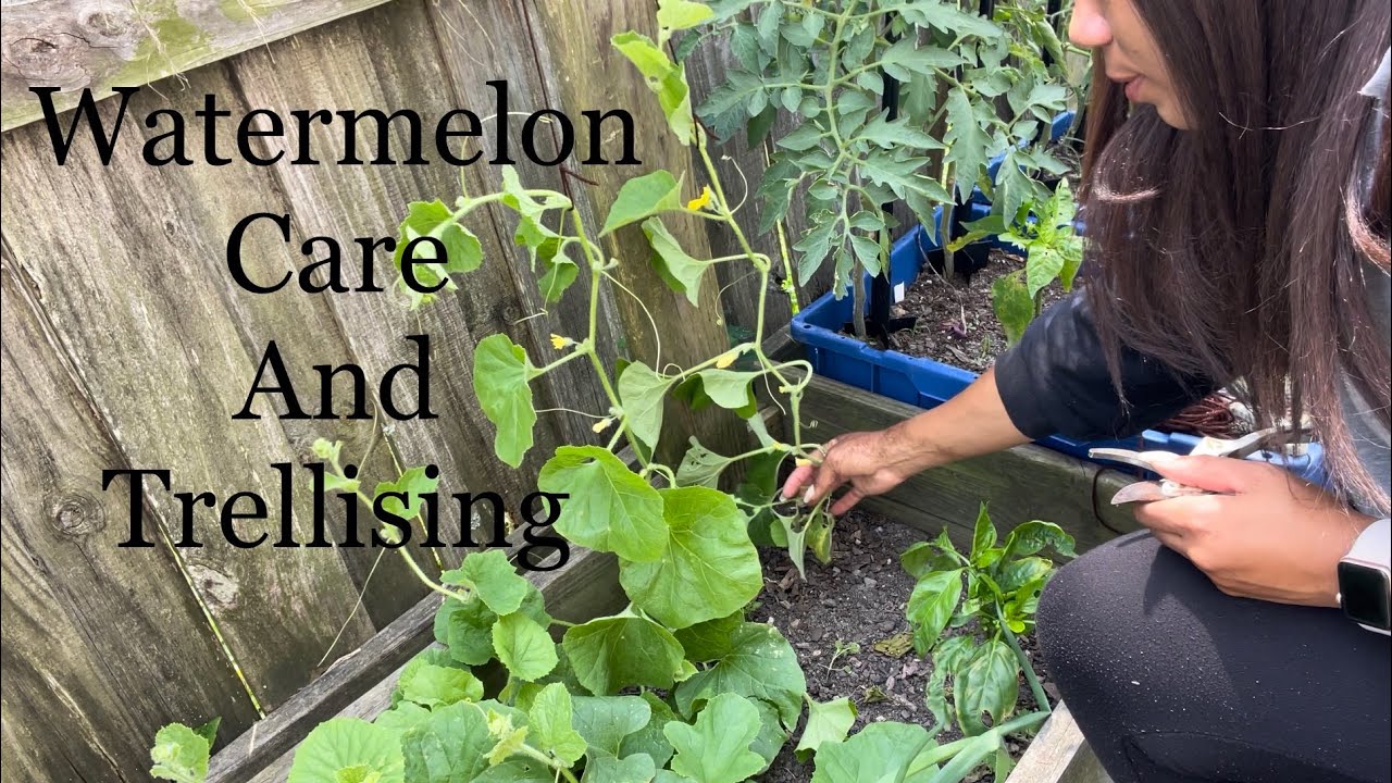 How To Prune Watermelon Plants Video At Jake Town Blog