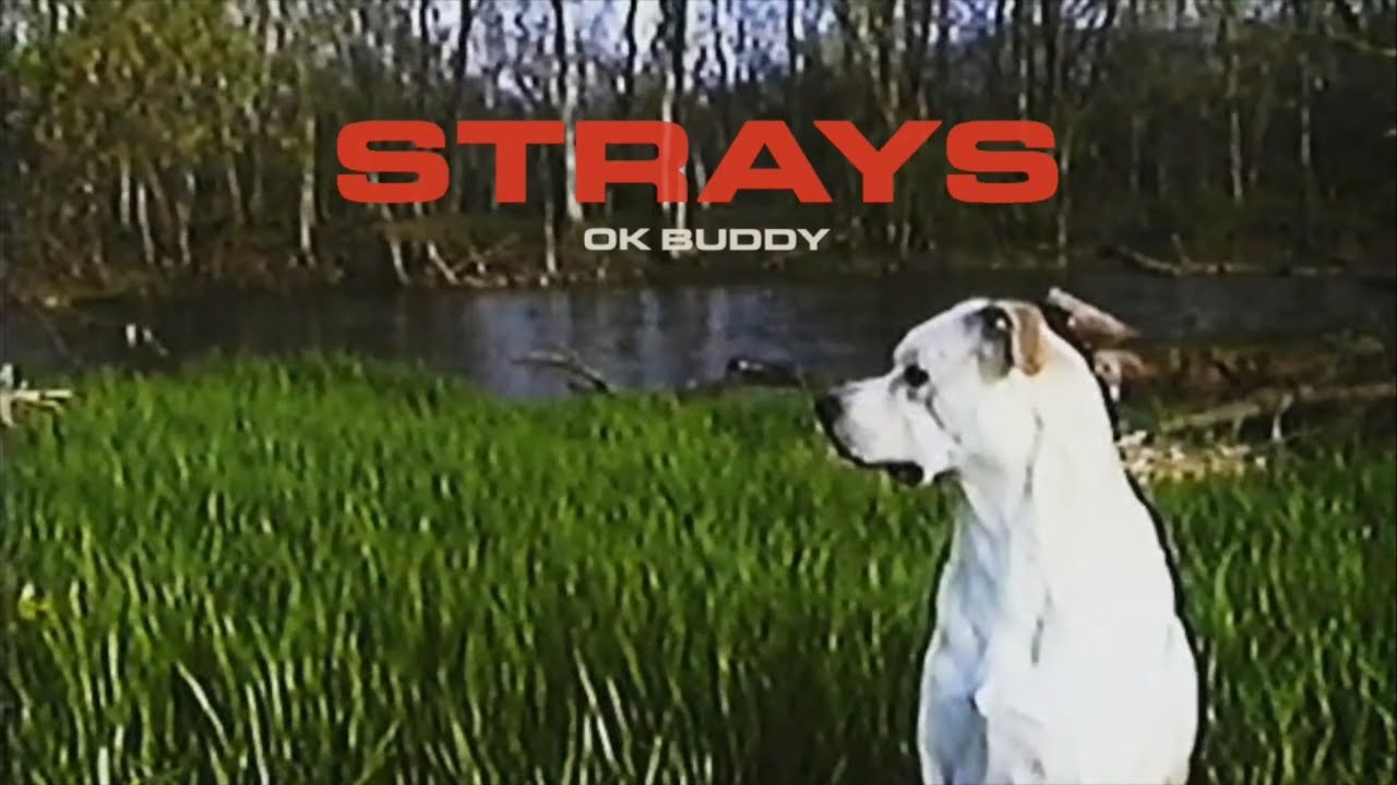 Ok Buddy Strays Youtube
