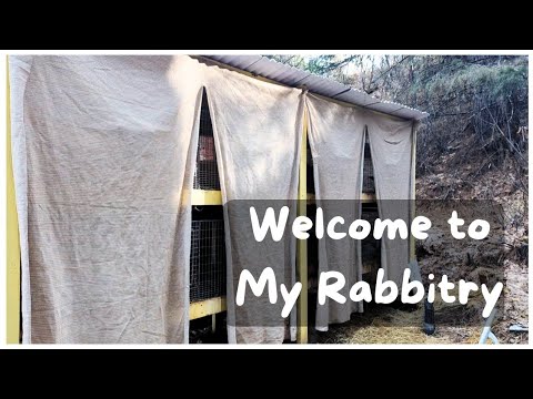 An Impromptu Rabbitry Tour Youtube