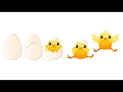 Chicks Hatching Youtube