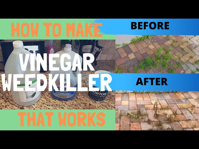 Simple Vinegar Weed Killer Recipe You Should Try