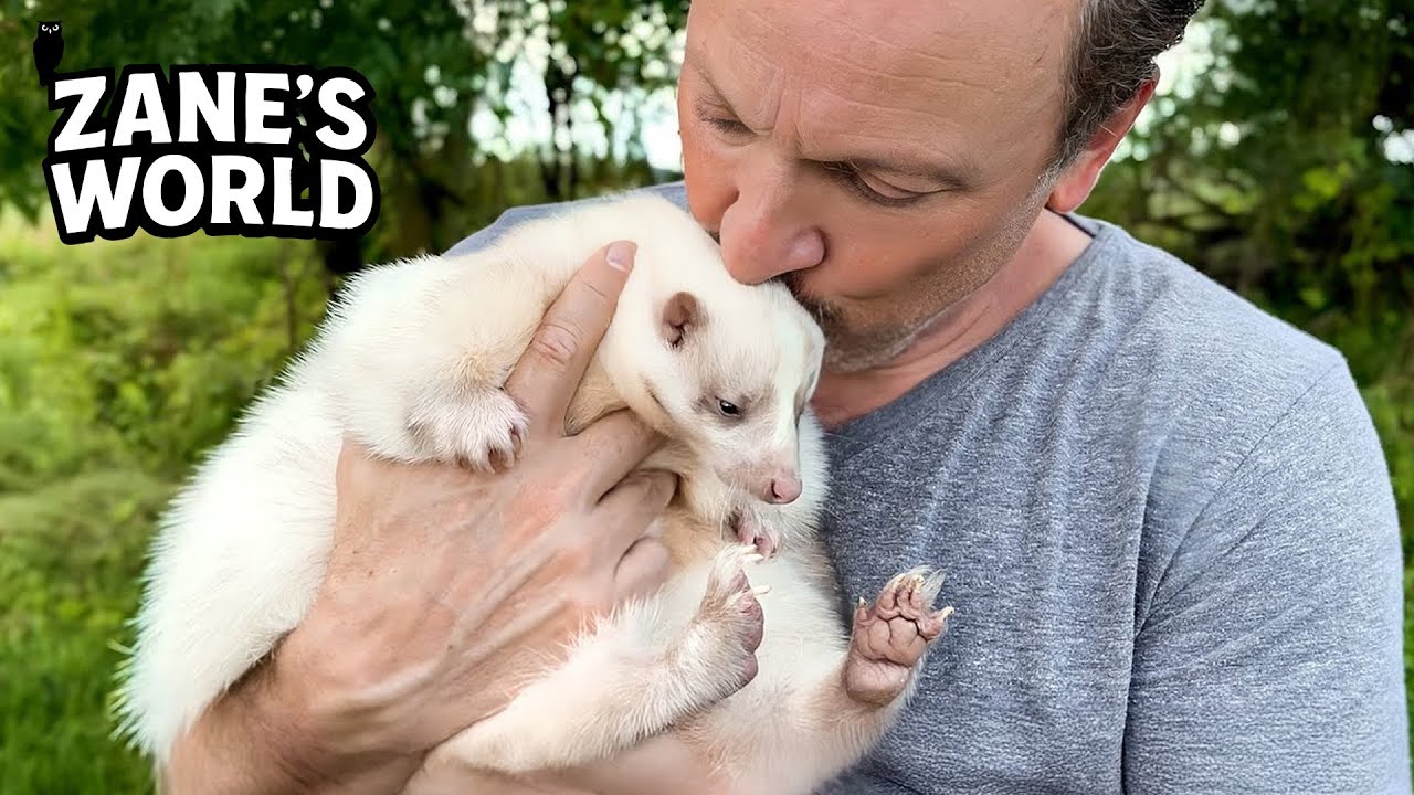 Kissing A White Skunk Youtube