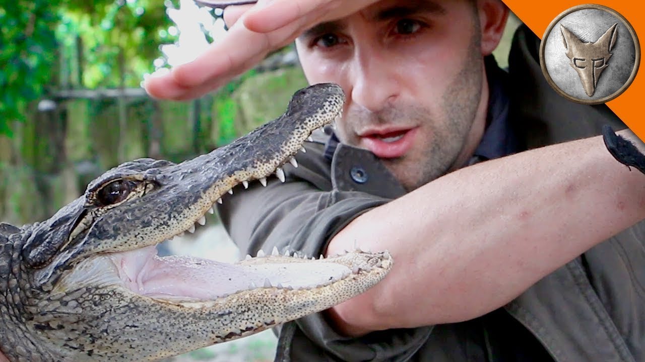 Alligator Bite Youtube