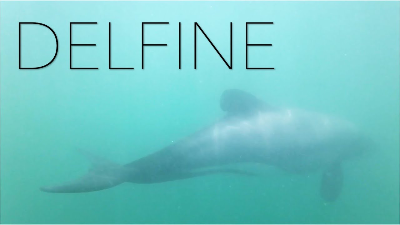 Delfine Youtube