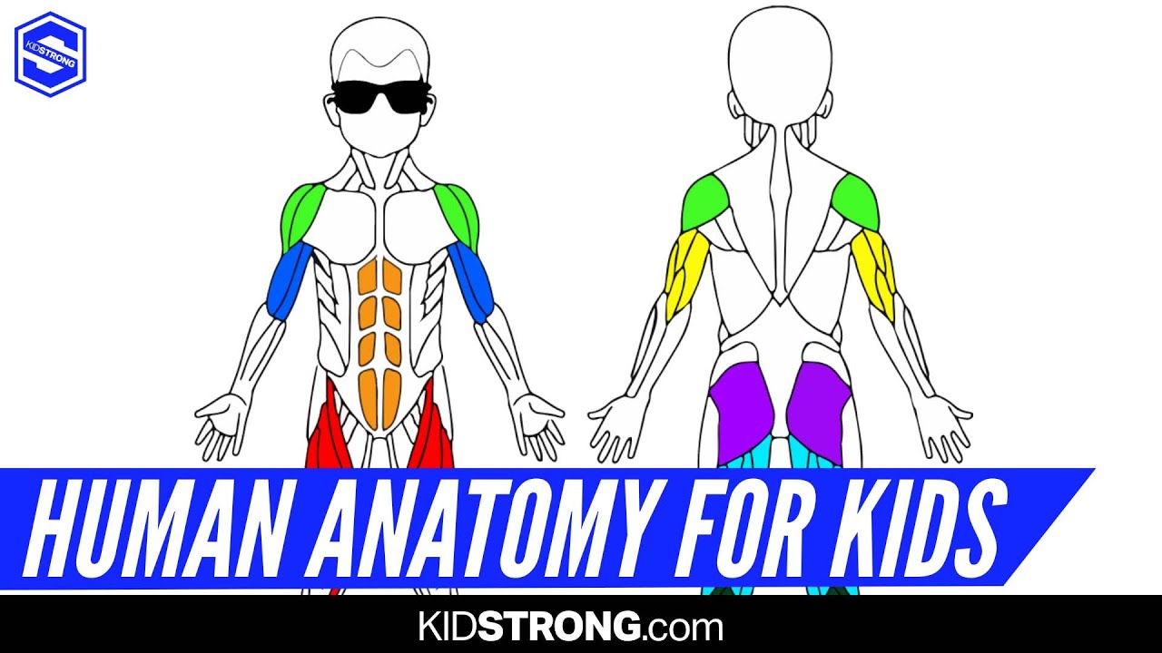 Human Anatomy For Kids Youtube