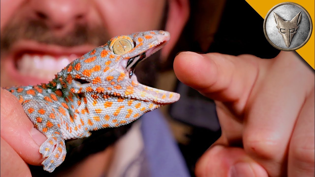 Do Tokay Geckos Bite