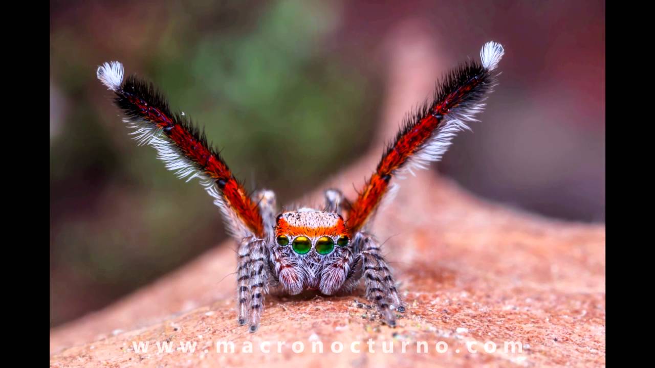 El Baile De La Araña Saitis Barbipes Versión Corta Youtube