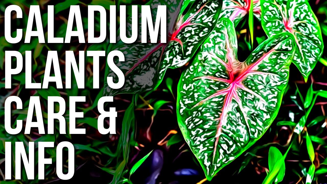 Caladium Plant Info And Care Caladium Care Tips And Tricks Youtube