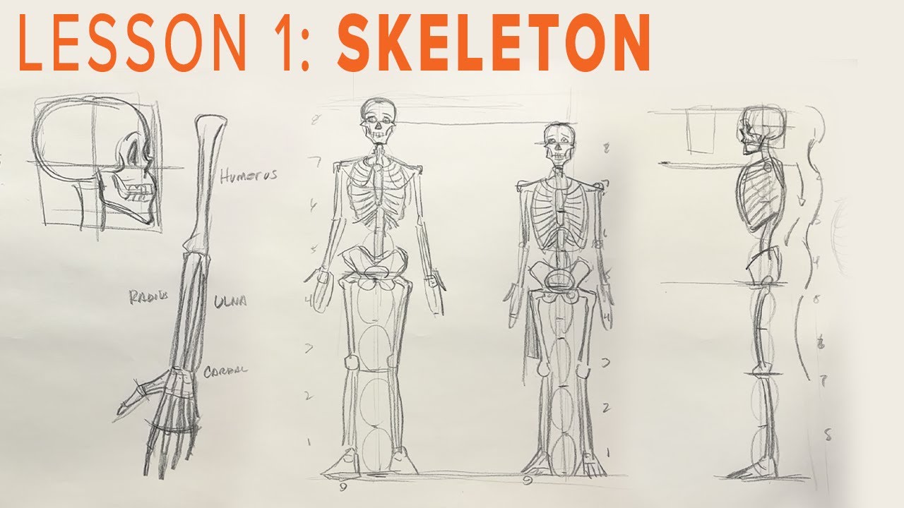 Learn To Draw Anatomy Skeleton Structure Youtube