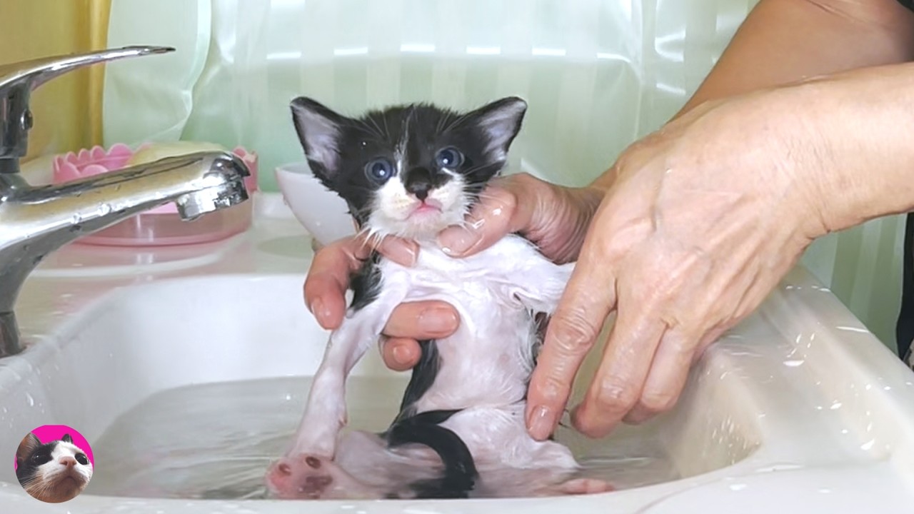 First Time Bathing A Kitten For Fleas Youtube