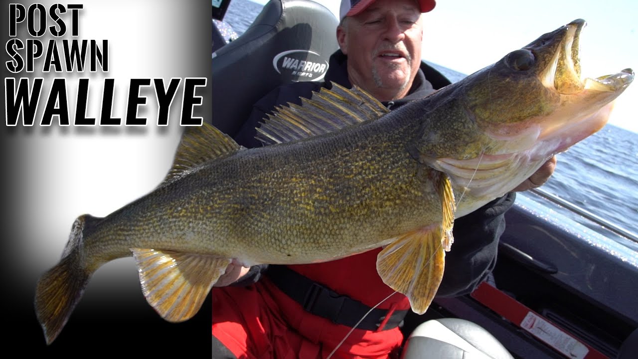 Huge Post Spawn Walleye Fishing Tips And Techniques Youtube