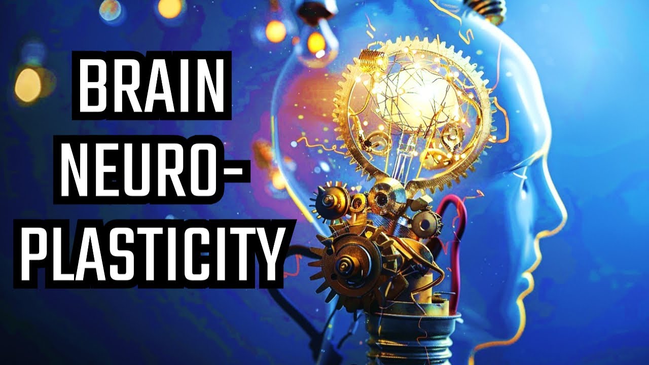 Brain Neuroplasticity From Learning New Skills To Rehabilitation