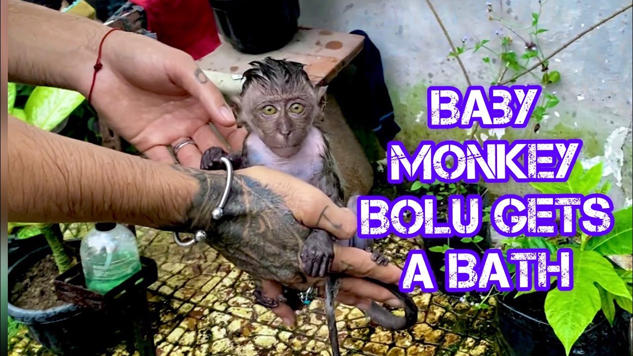 Baby Monkey Getting Bath With Cold Water Youtube