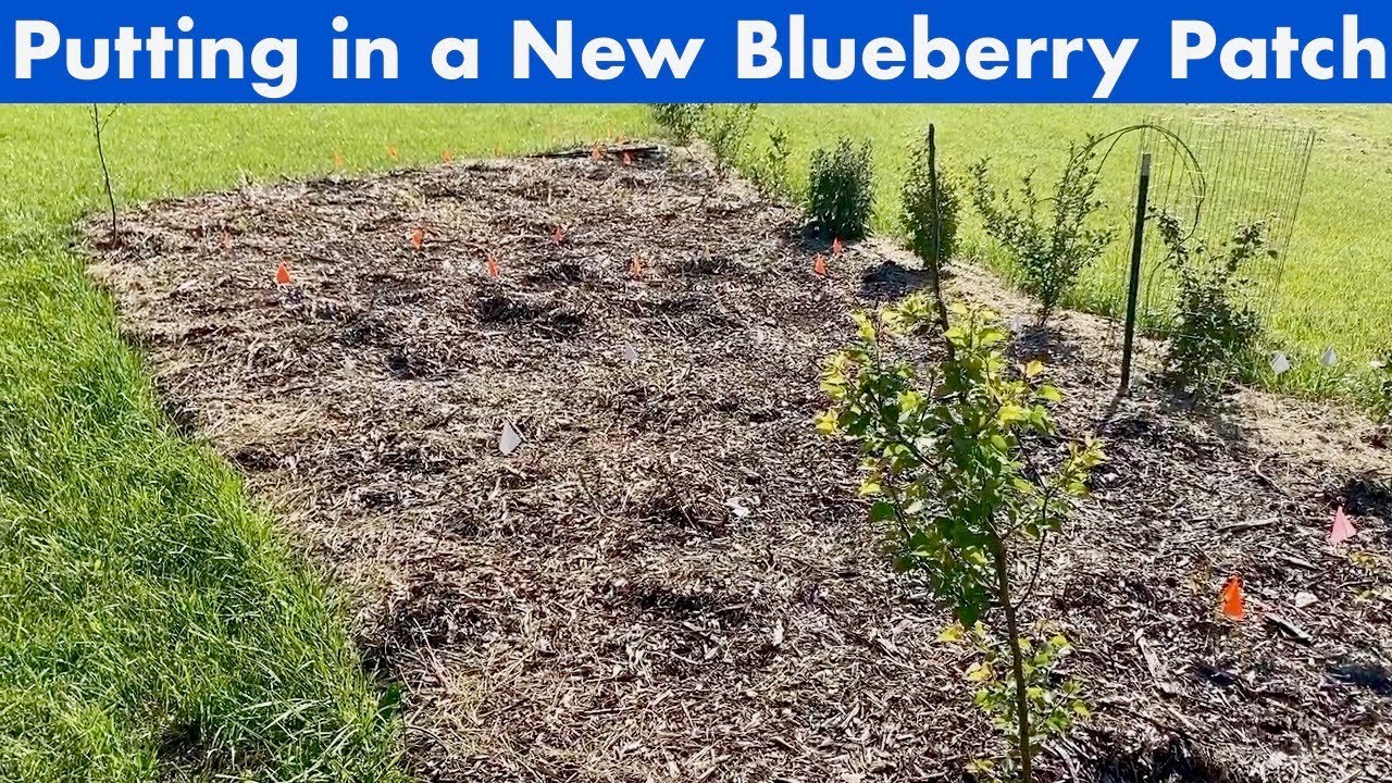 Putting In A New Blueberry Patch Youtube