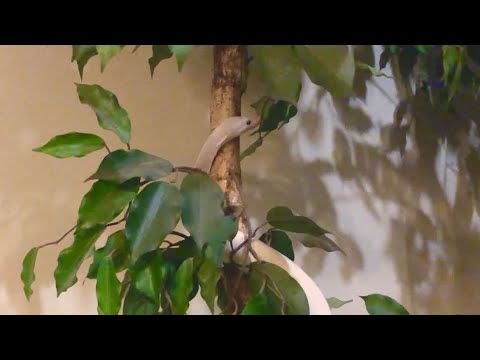 Ball Python Climbing Youtube