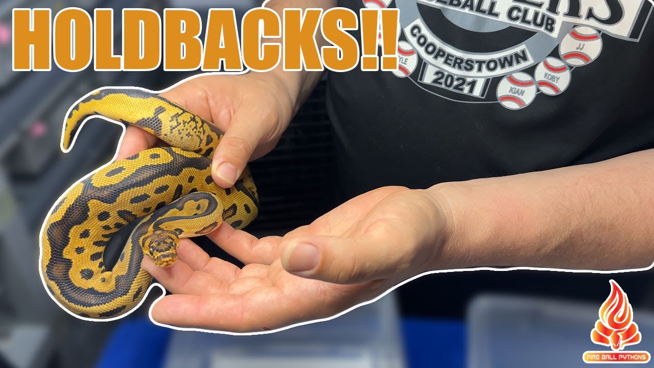 2022 Clown Holdbacks Ballpython Snakes Eggcutting Youtube