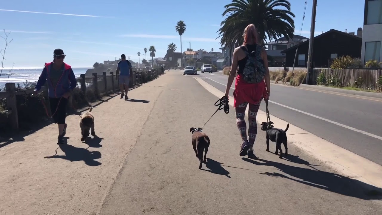 Patterdale Terrier Jet Central Coast Off Leash K9 Training Youtube