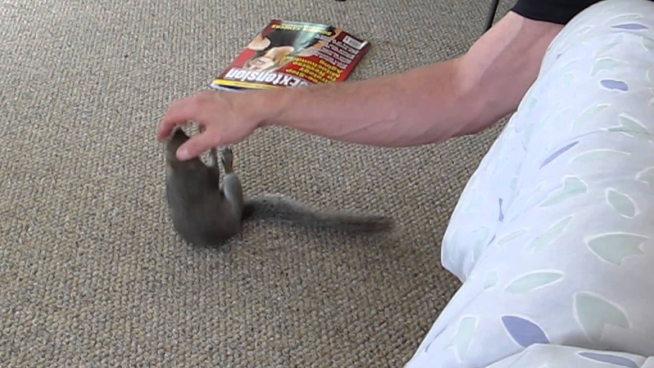 Atlas Acting Squirrelly 001 Youtube