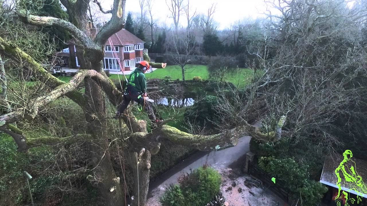 Tree Surgeons At Work Youtube