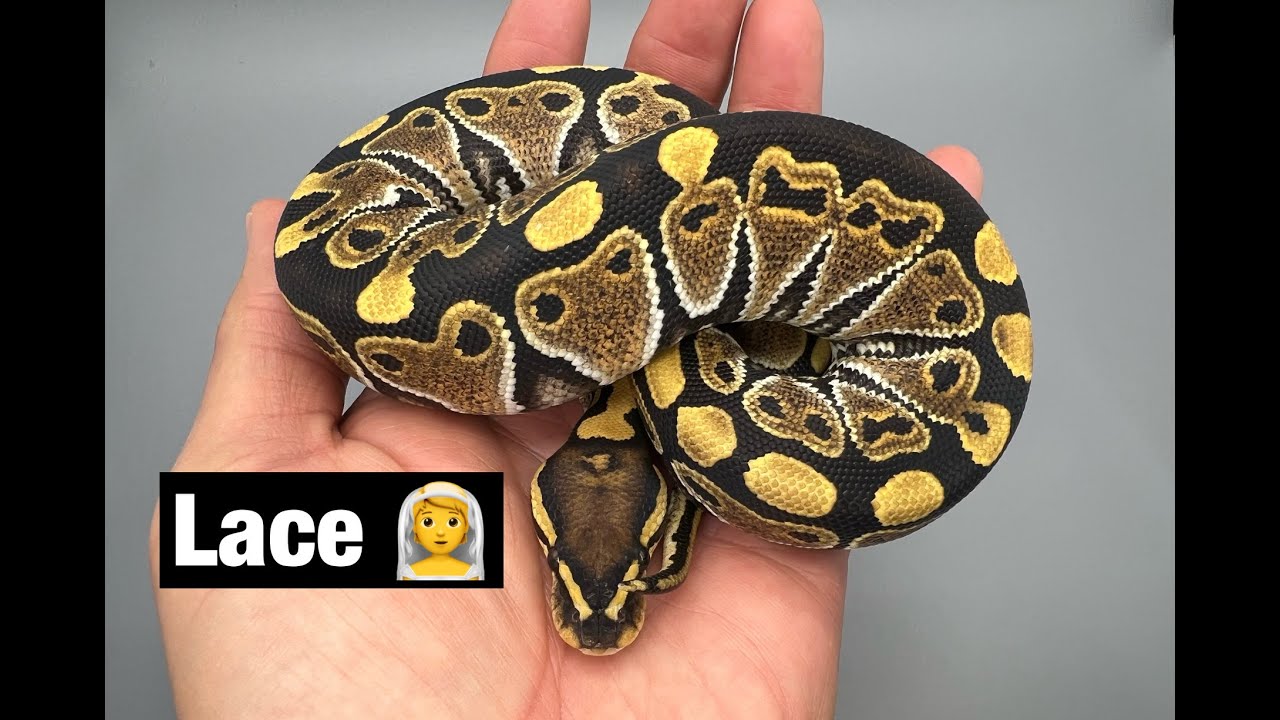 Lace Ball Python Believe The Hype From State48exotics Youtube