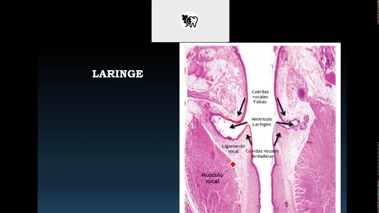 Histología De La Laringe