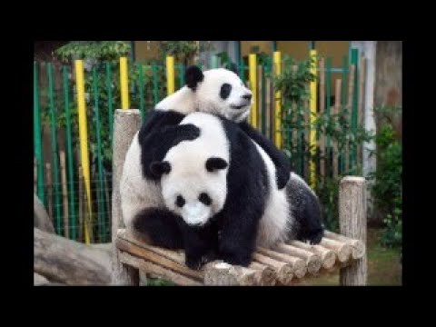 Panda 24 7 Hd Live At Chengdu Panda Base Youtube