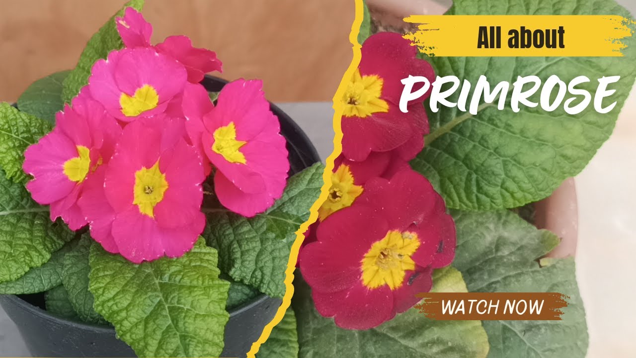How To Grow Primrose How To Care For Primula Youtube