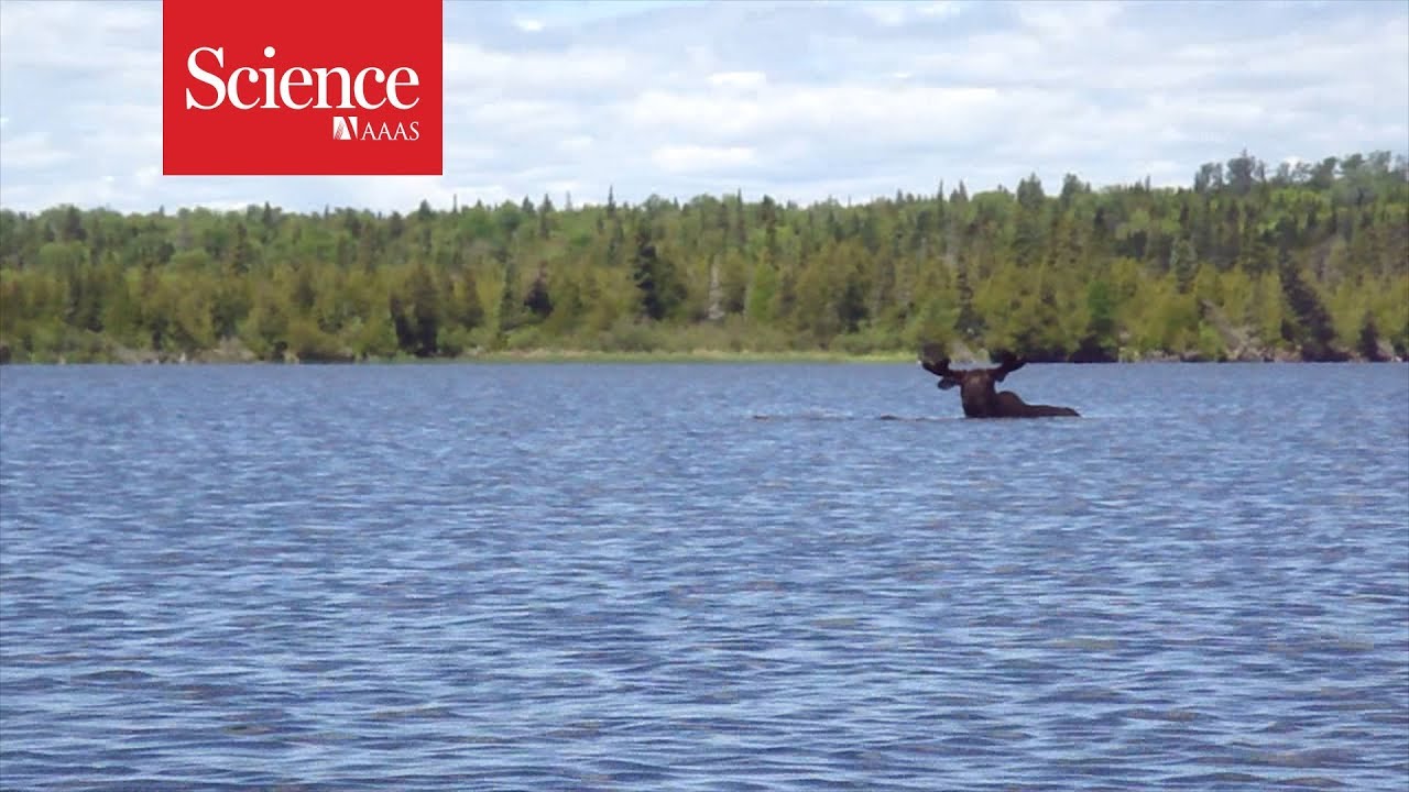 Snippet Moose Eating Underwater Youtube