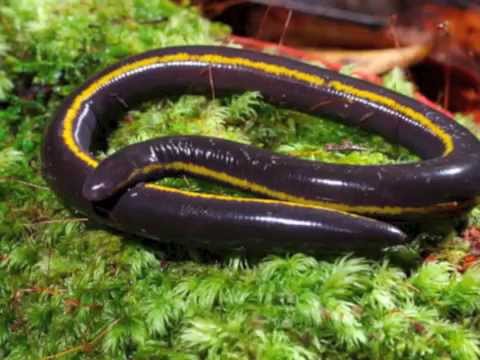 Caecilian Cotillion Youtube