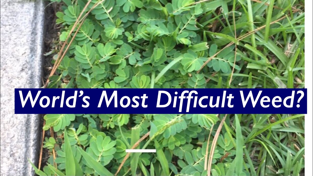 Most Difficult Weed In The World Youtube