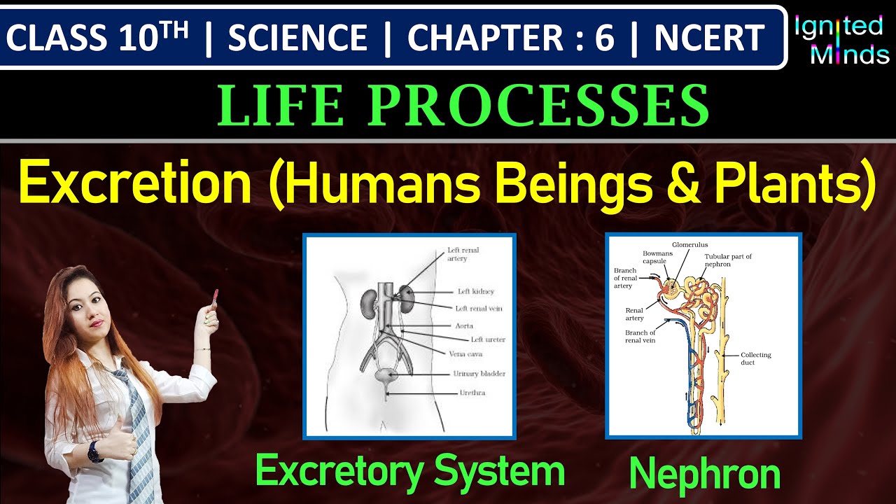 Excretion In Human Beings Life Processes Class 10 Chapter6 Science