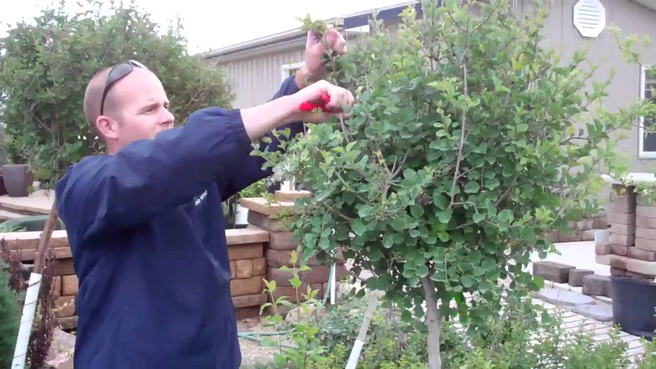 How To Trim Lilac Trees Ground Effects Sioux Center Youtube