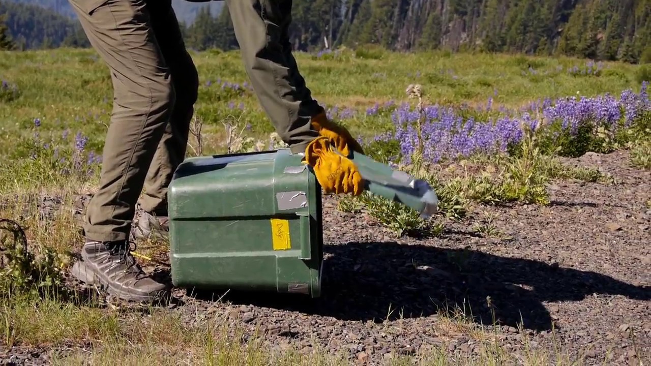 Ranger Micah And The Marmot Youtube