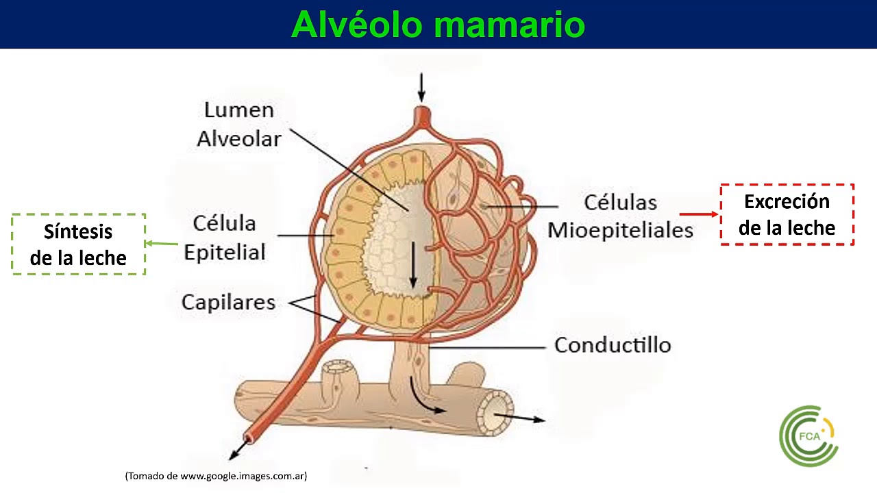 O Que é Glândulas Mamárias Nazaedu
