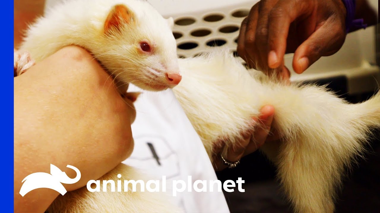 Ferret Hair Loss At Flynn Barney Blog