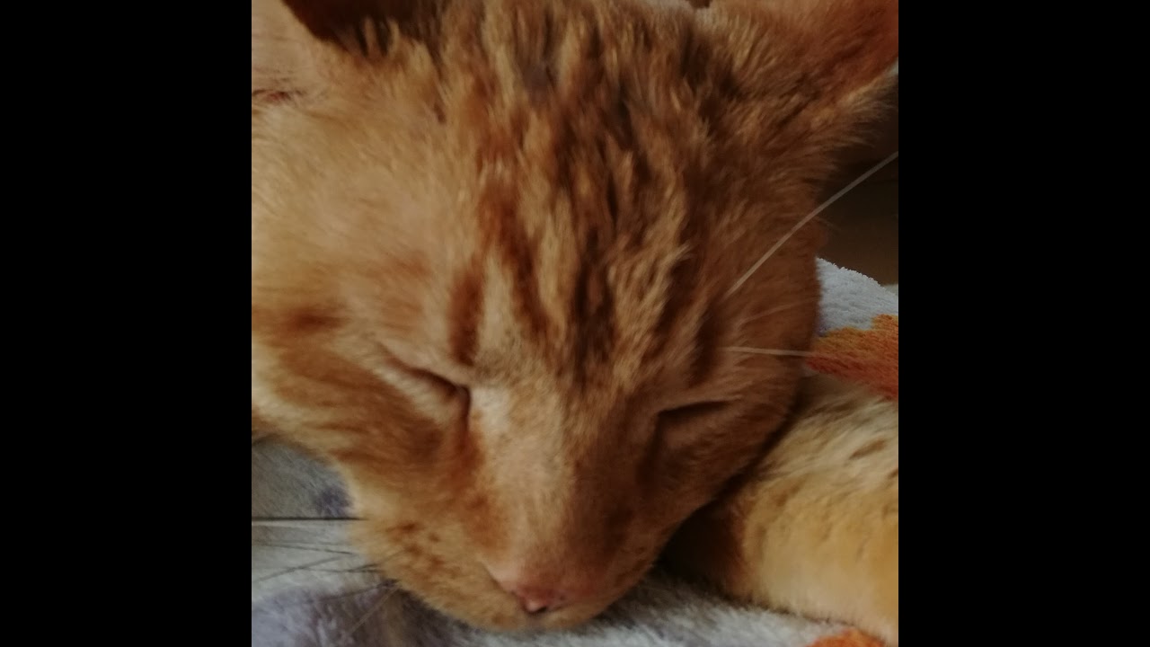 Lrt Plius Tiesioginä Transliacija Youtube