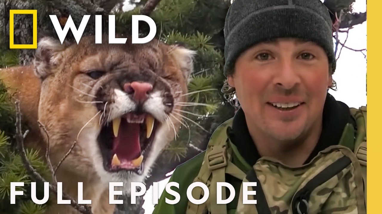 Tracking The Mountain Lion Full Episode America The Wild Nat Geo