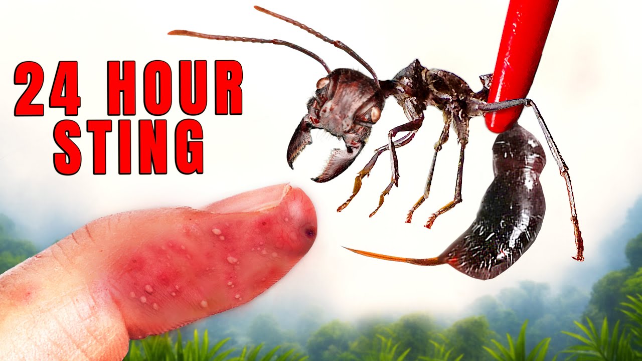 Bullet Ant Sting