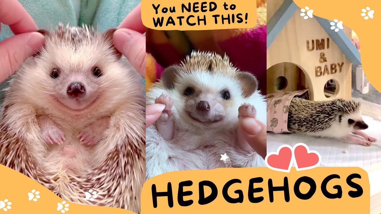 ёяшвёяжф Funny And Cute Hedgehog Compilation ёяшнёяжф 1 Youtube