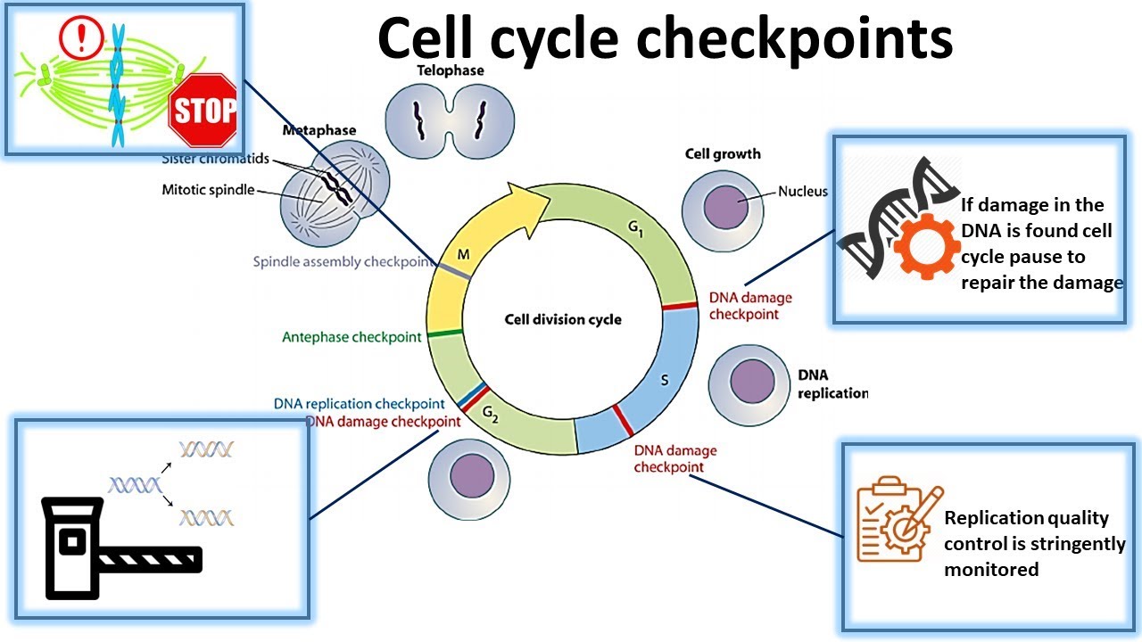 Cell Cycle Checkpoints Graph