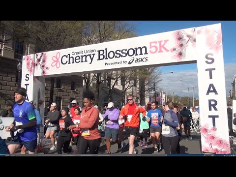 Credit Union Cherry Blossom 5k Kids Run 2024 Youtube