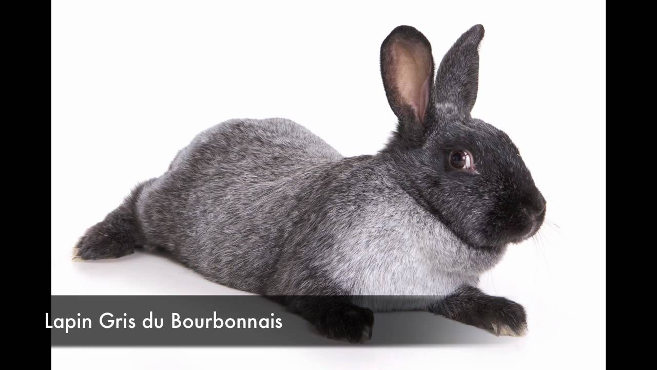 Races Lapins Youtube