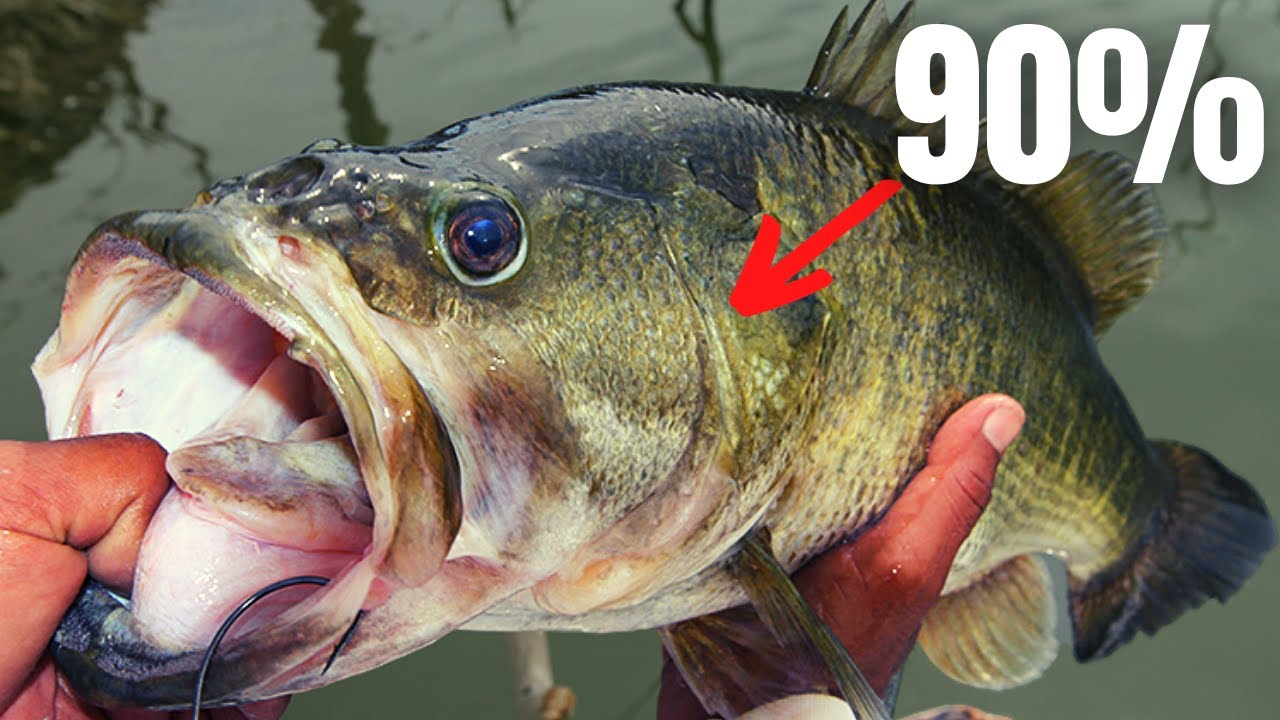 90 Of Bass Fishing In 15 Minutes Youtube